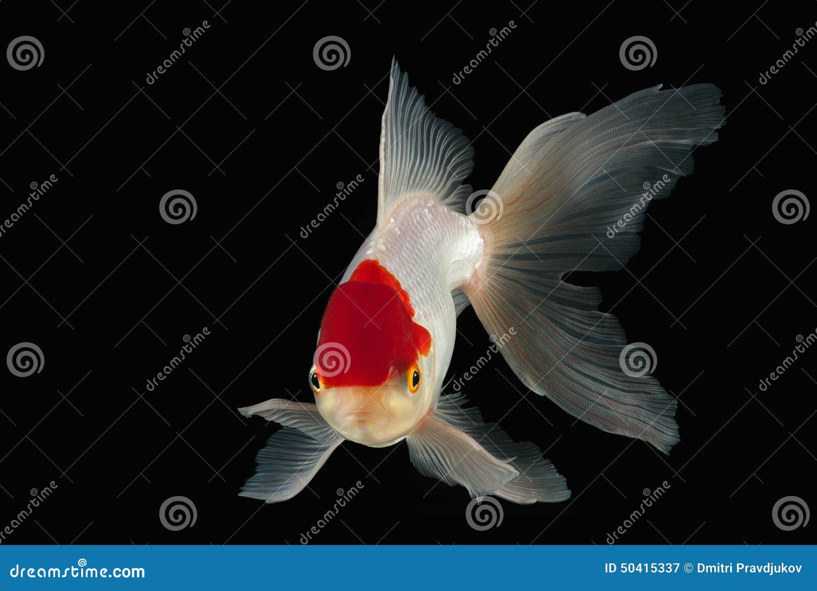 Black And White Goldfish