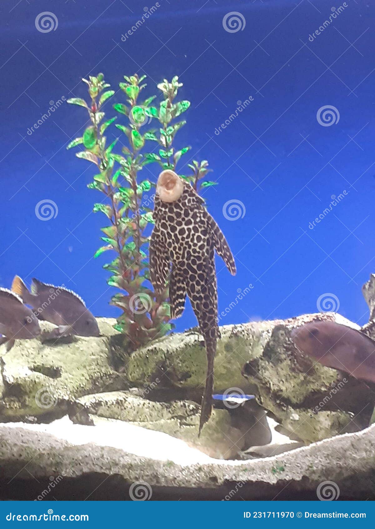 A Fish Who Clean the Aquarium Stock Photo - Image of fish, aquarium ...