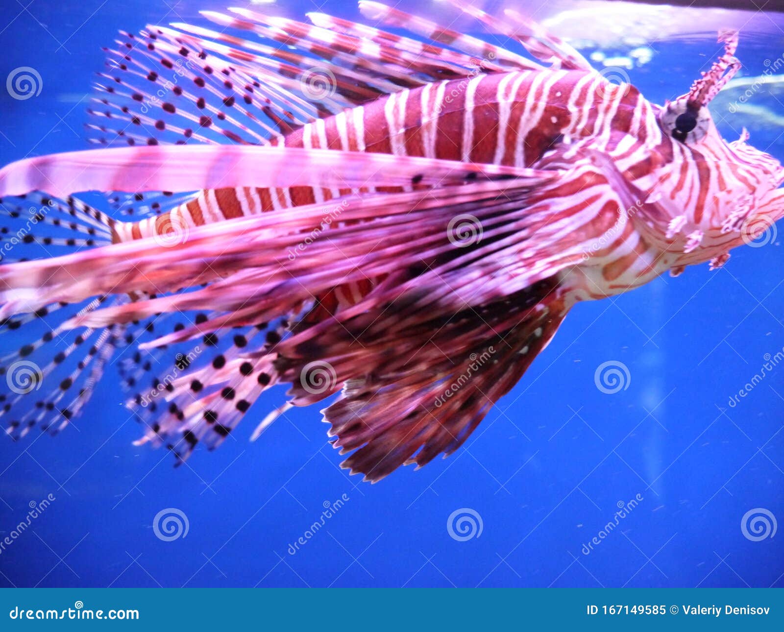 Fish winged stock image. Image of dragonfish, ocean - 167149585