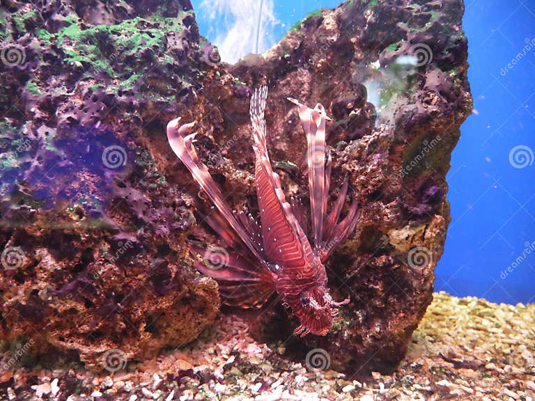 Fish winged stock image. Image of winged, tropical, poisonous - 167149657