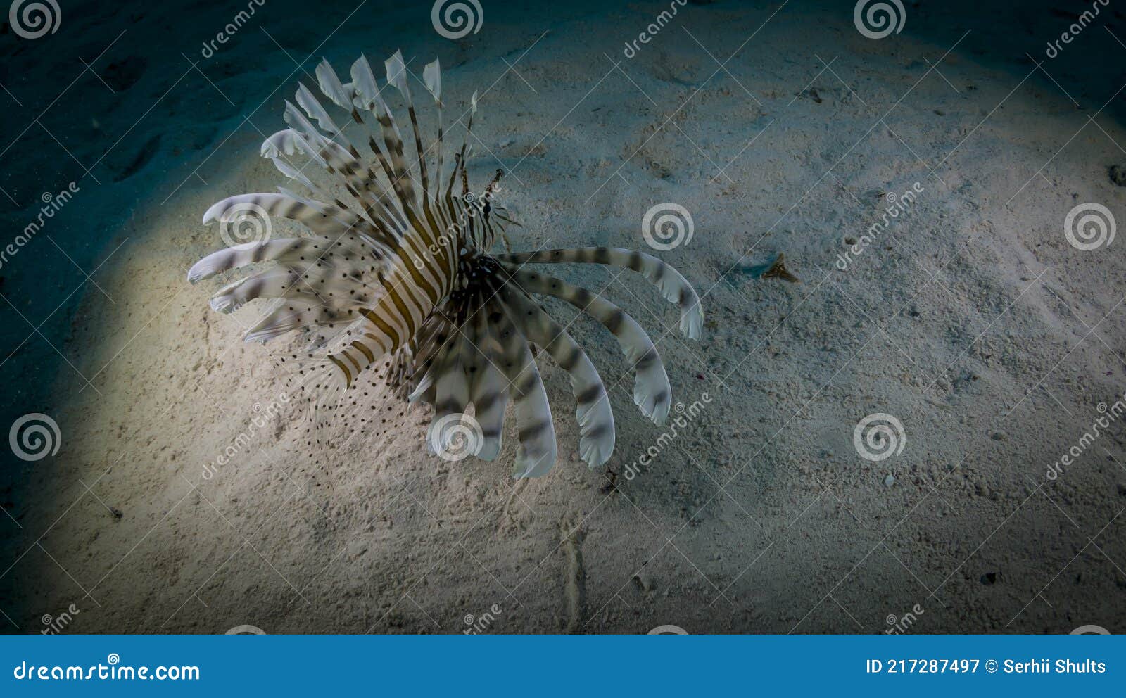 Fish winged stock image. Image of aquarium, fish, animal - 217287497