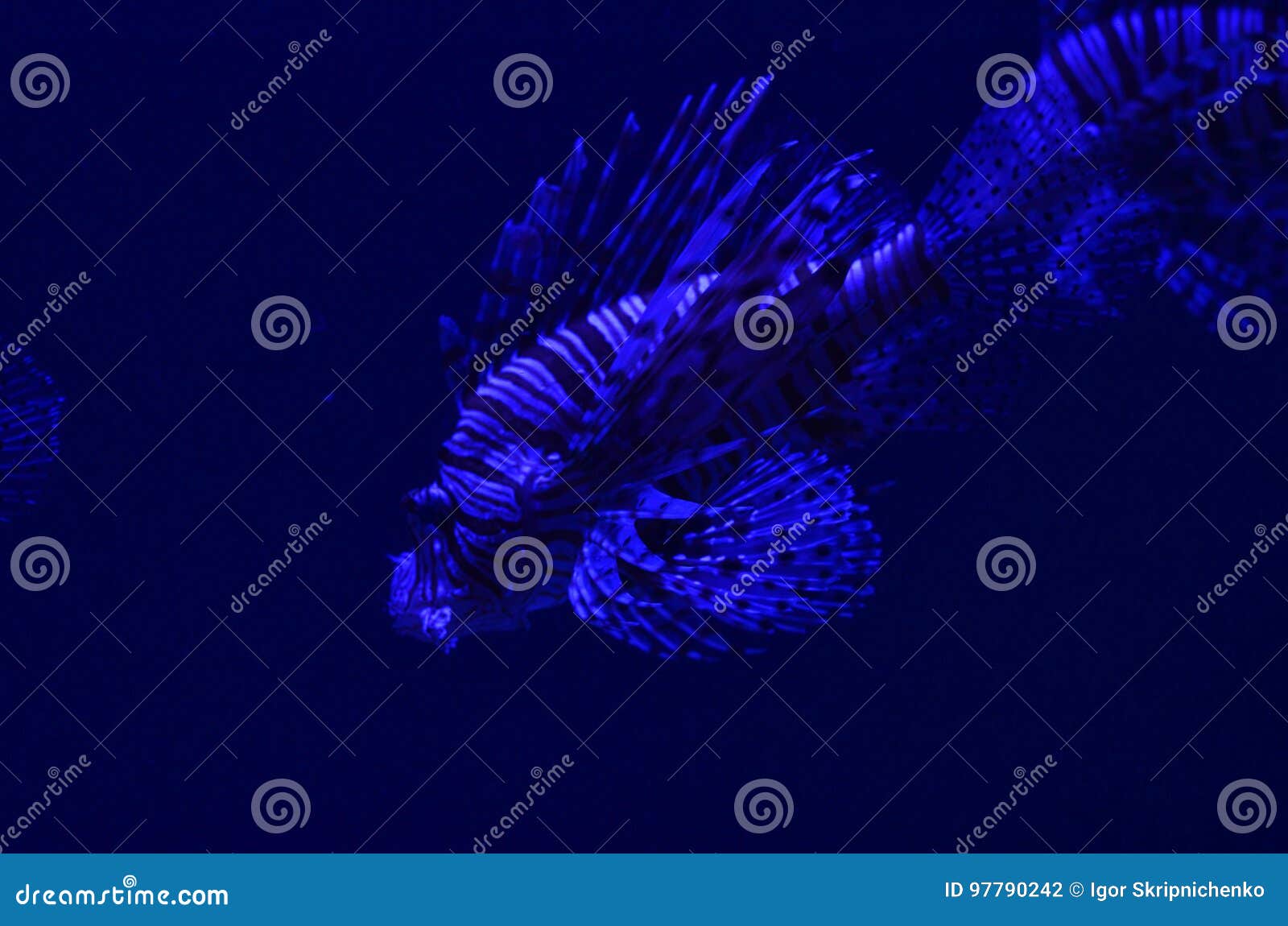 Fish-winged Zebra Floats Deep in Clean Water Stock Photo - Image of ...