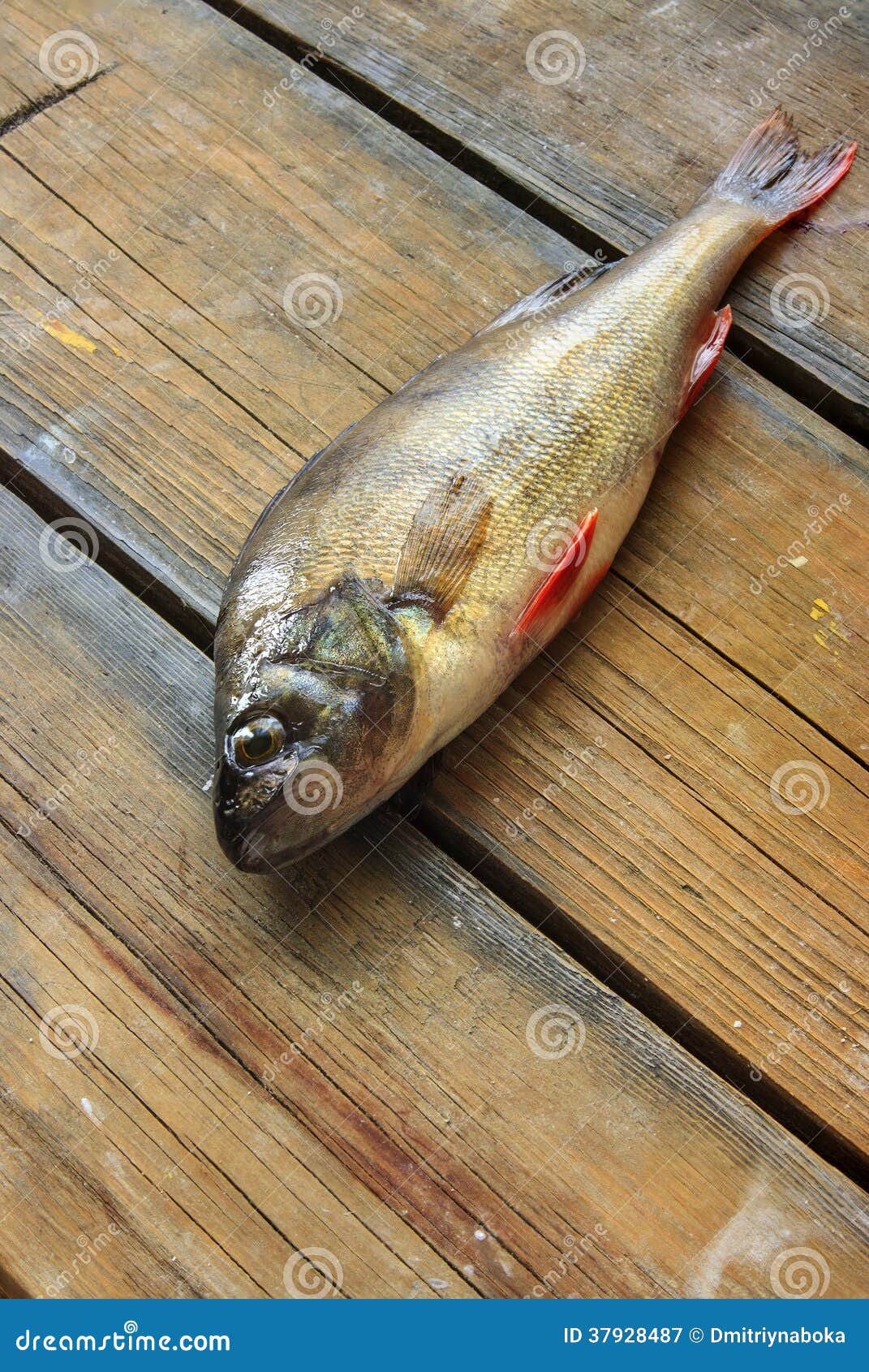 Fish on wooden board stock image. Image of platform, meat - 37928487