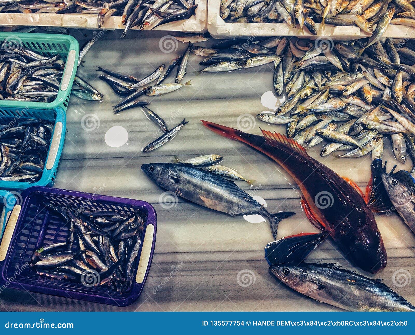 Fish working fisherman stock photo. Image of fish, working - 135577754