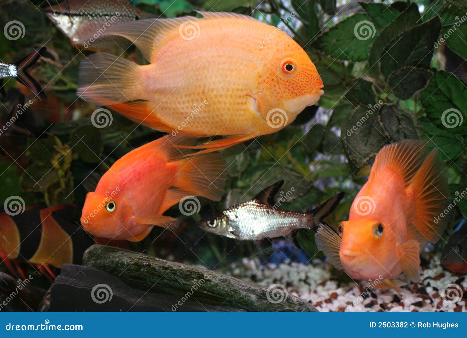 Fish World stock photo. Image of stones, colourful, coloured - 2503382