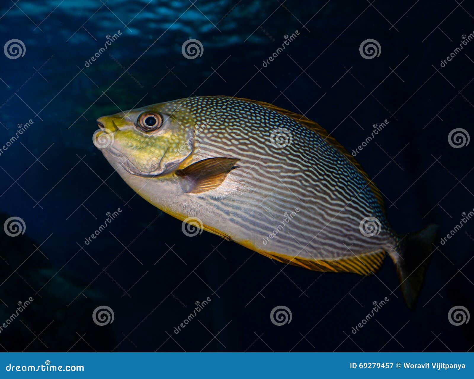 Fish Yellow fin stock image. Image of fish, blue, motion - 69279457