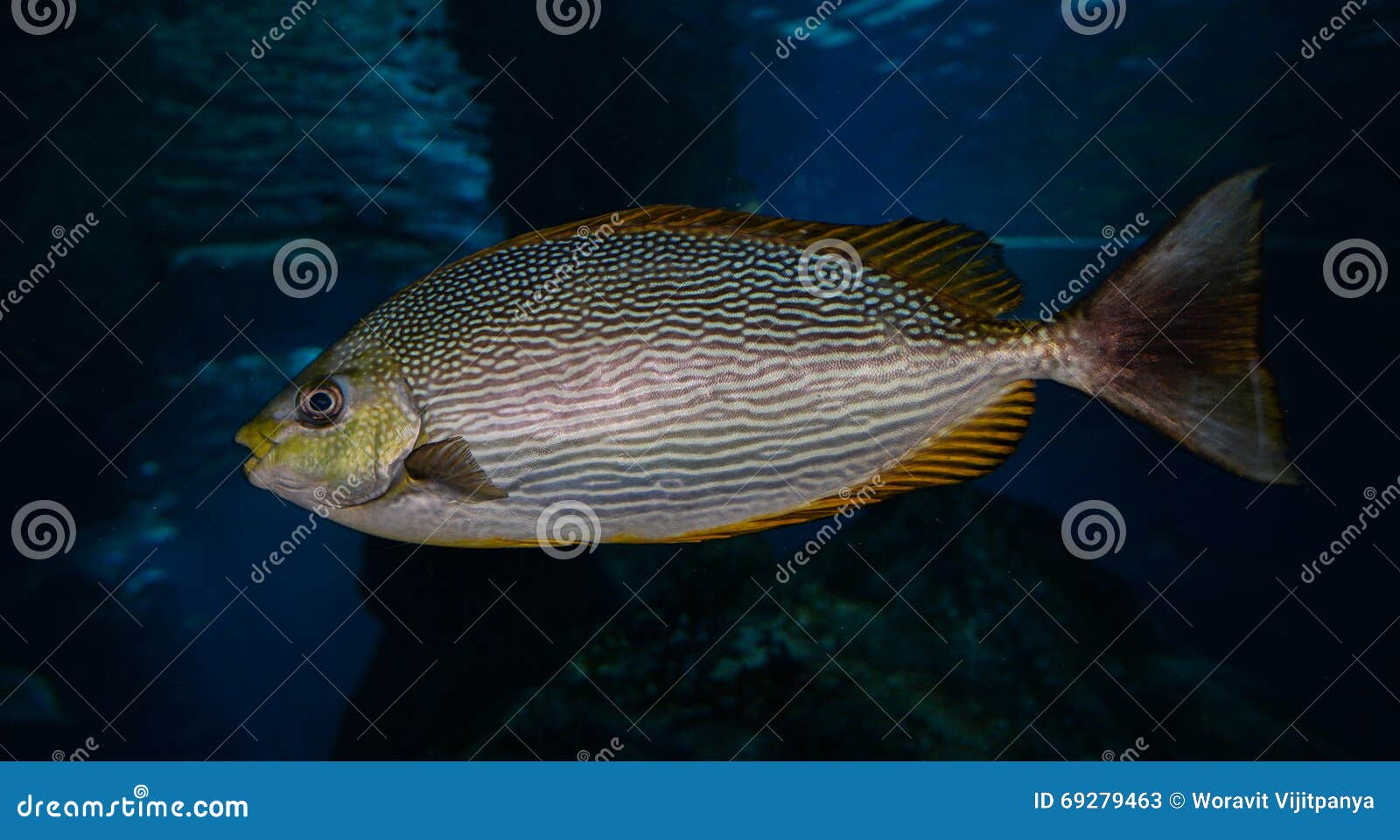 Fish Yellow fin stock image. Image of details, albacore - 69279463