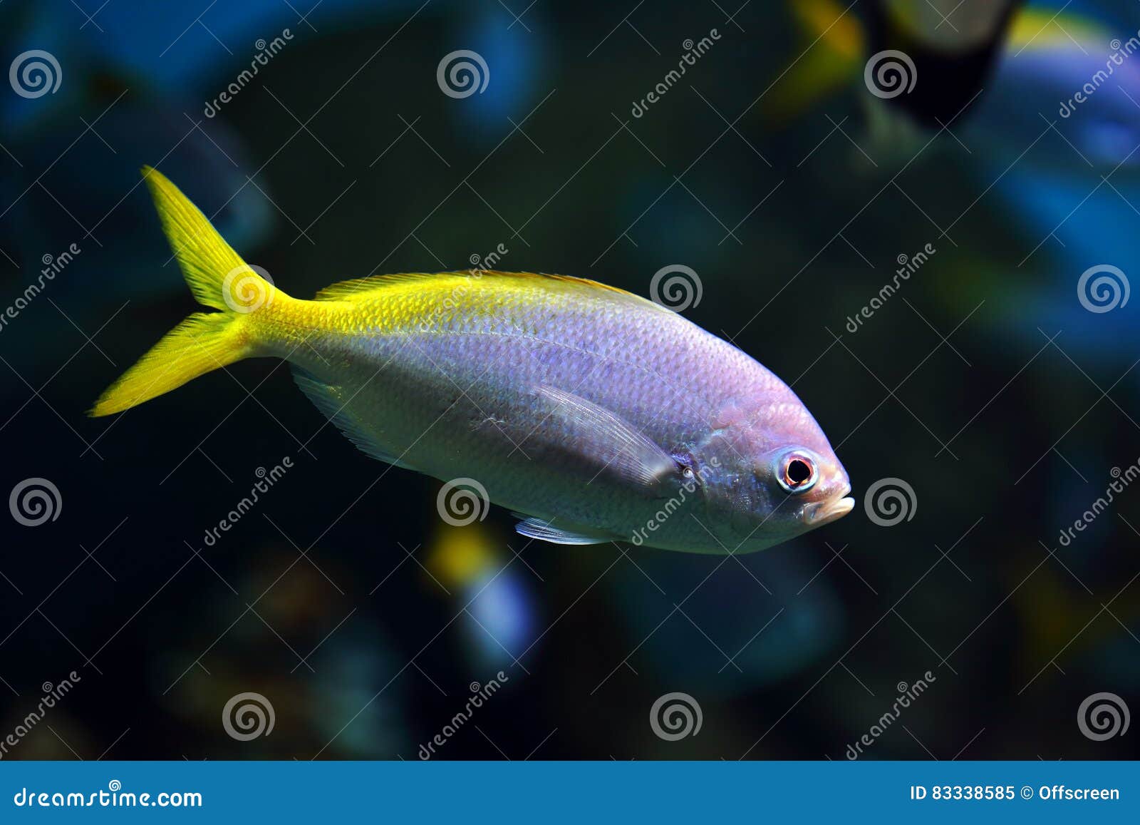 Fish with a yellow tail stock image. Image of wildlife - 83338585