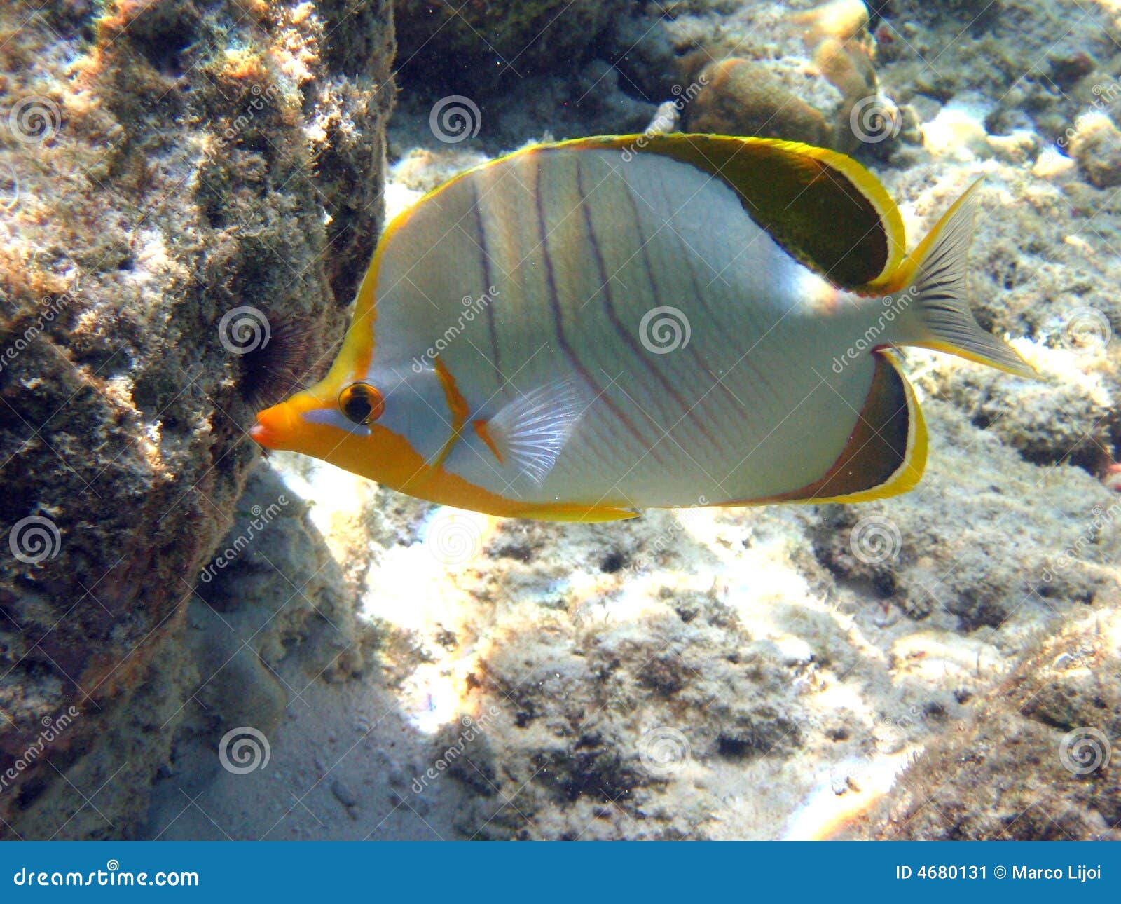 Fish : Yellowhead Butterfly Stock Image - Image of marine, acquario ...
