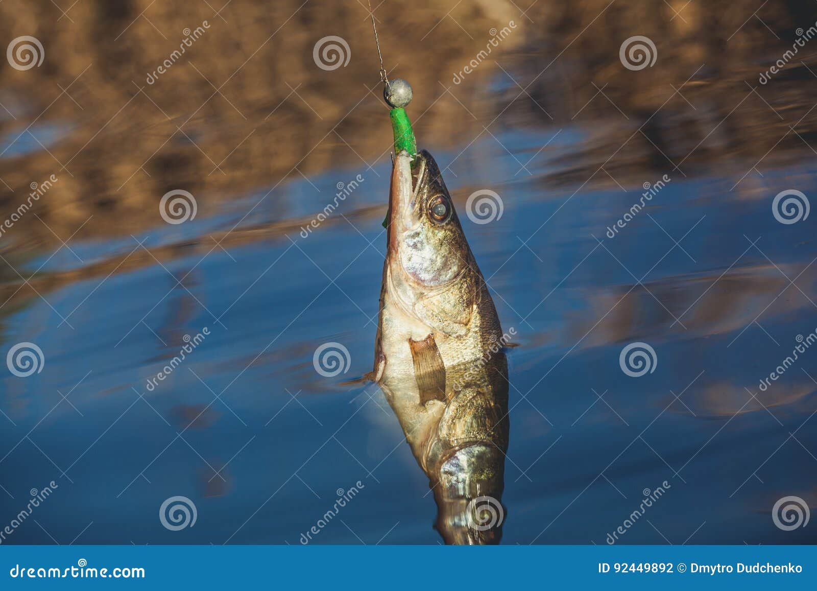 Fish Zander Caught on a Hook Stock Photo - Image of closeup, lake: 92449892