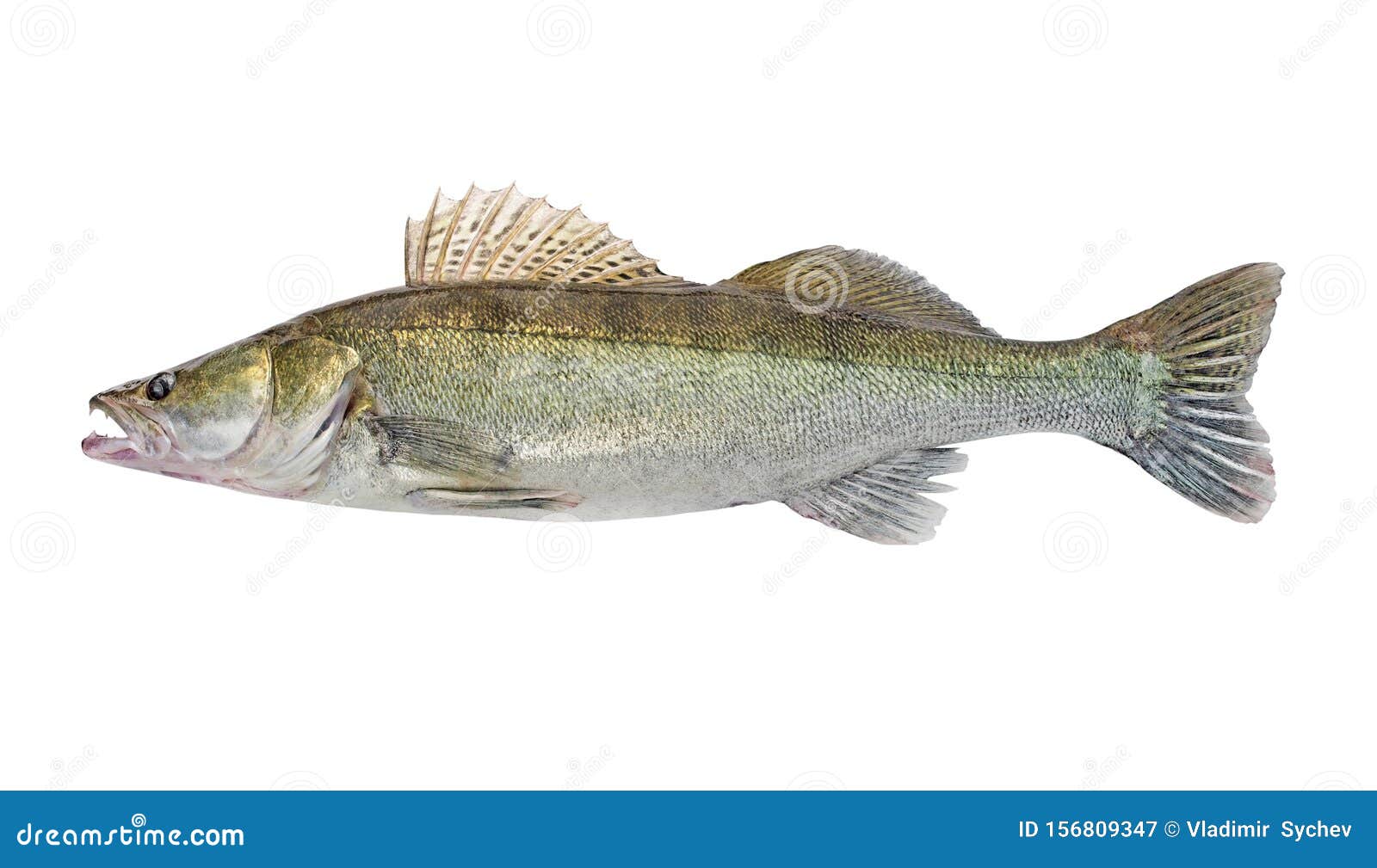 Fish Zander or Pike Perch Fish, Isolated on a White Background Stock ...