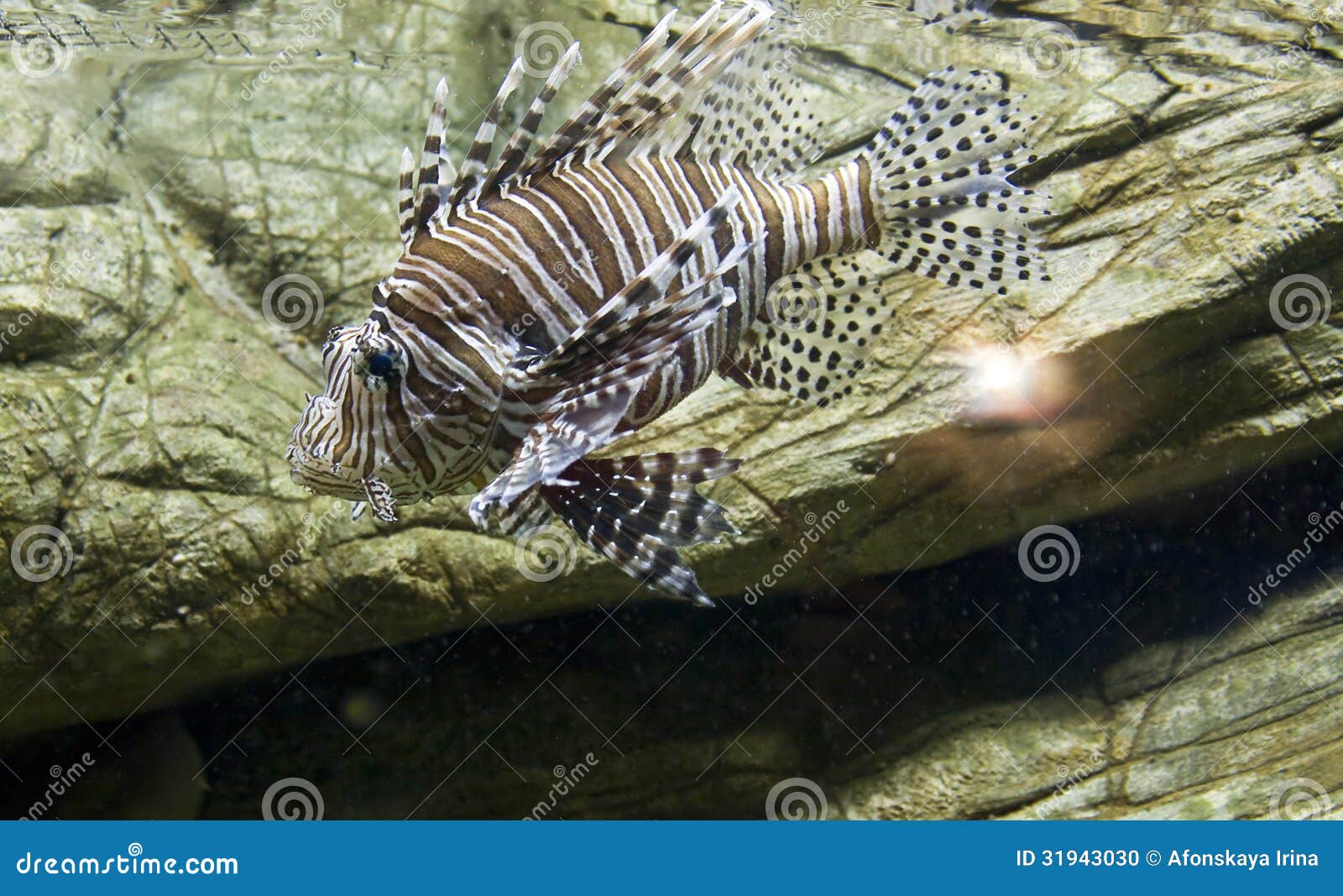 Fish-zebra stock photo. Image of marine, exotic, aquarium - 31943030
