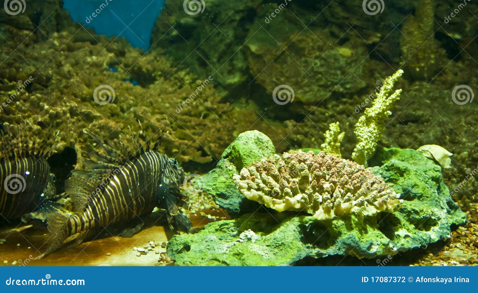 Fish-zebra (Pterois Volitans) and Corals Stock Photo - Image of ...