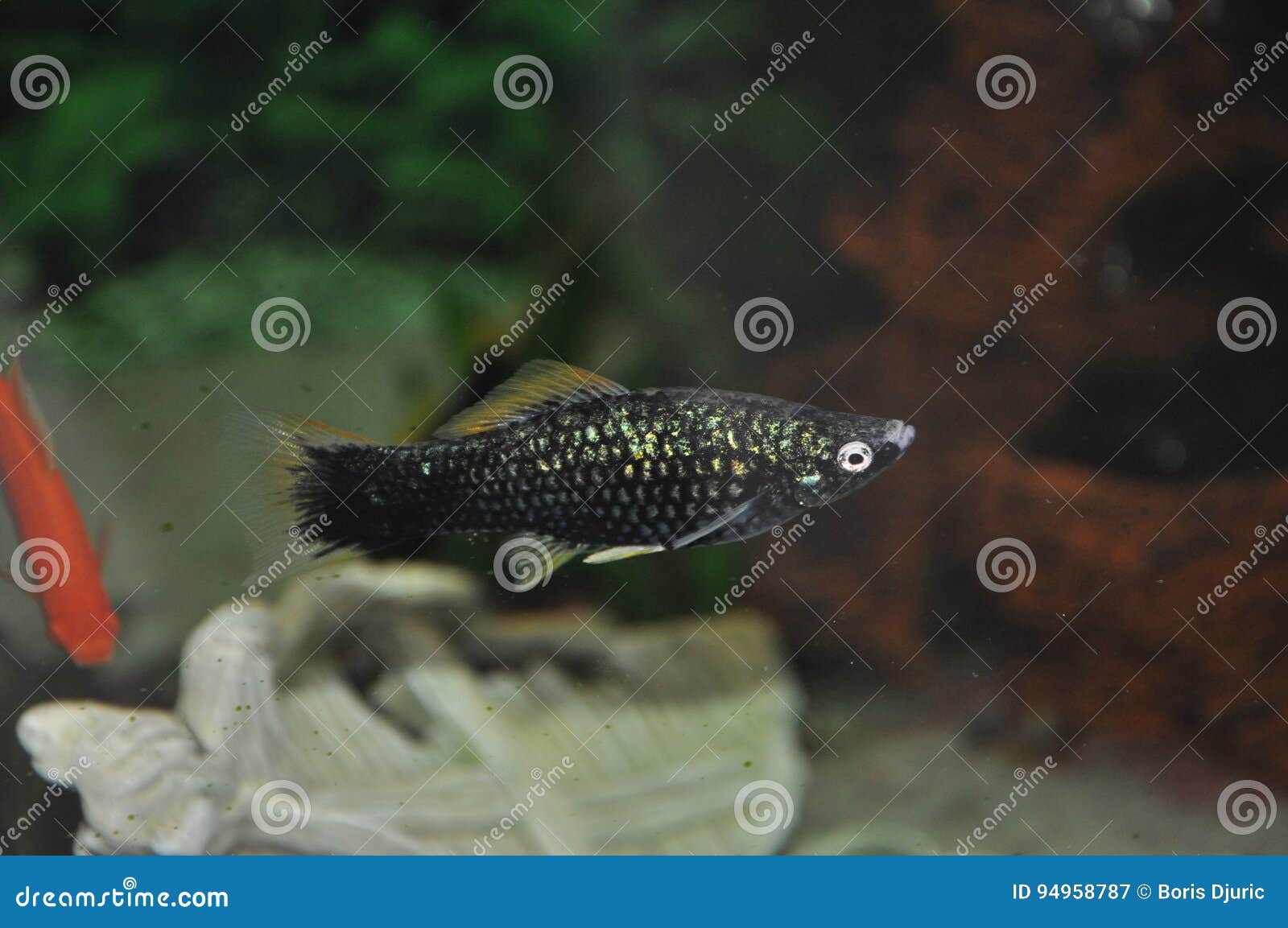 Fish stock image. Image of fish, nature, aquarium, water - 94958787