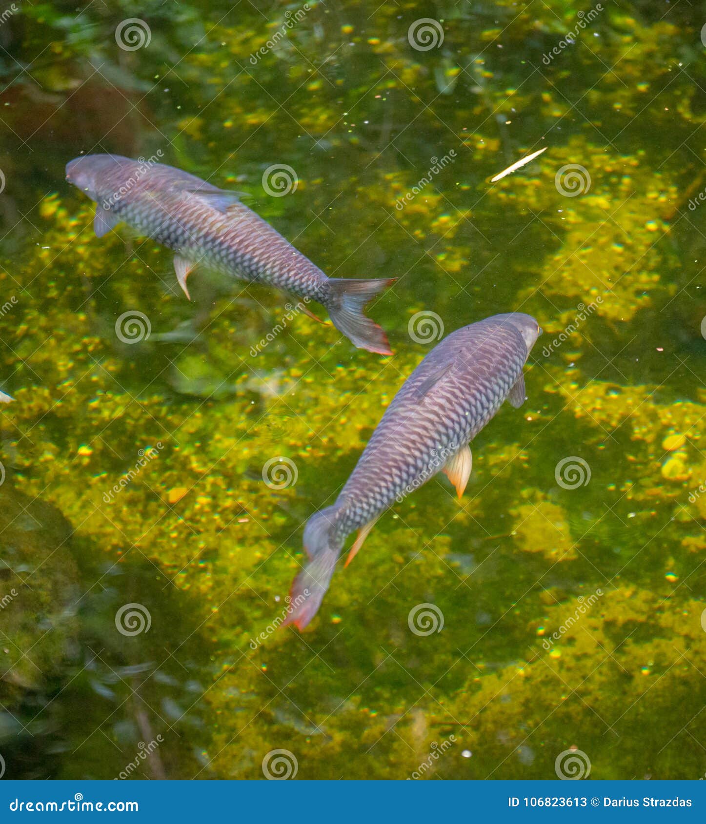 FISH in ZOO AQUARIUM stock image. Image of close, life - 106823613