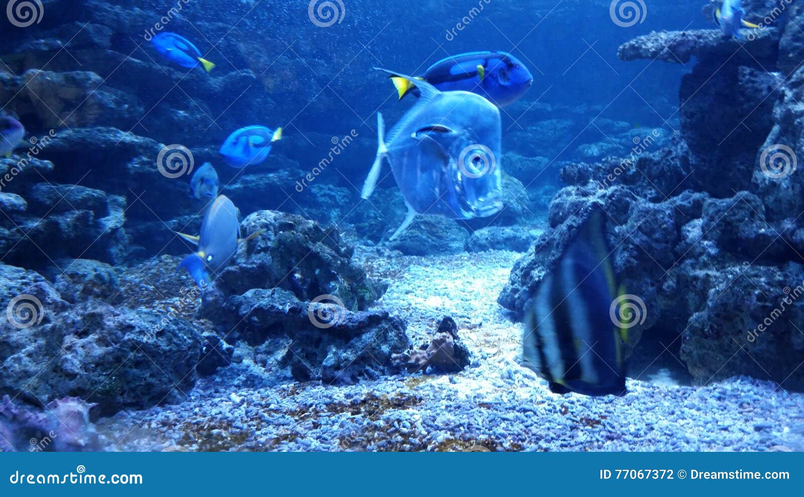 Fish stock photo. Image of blue, cologne, aquarius, fish - 77067372
