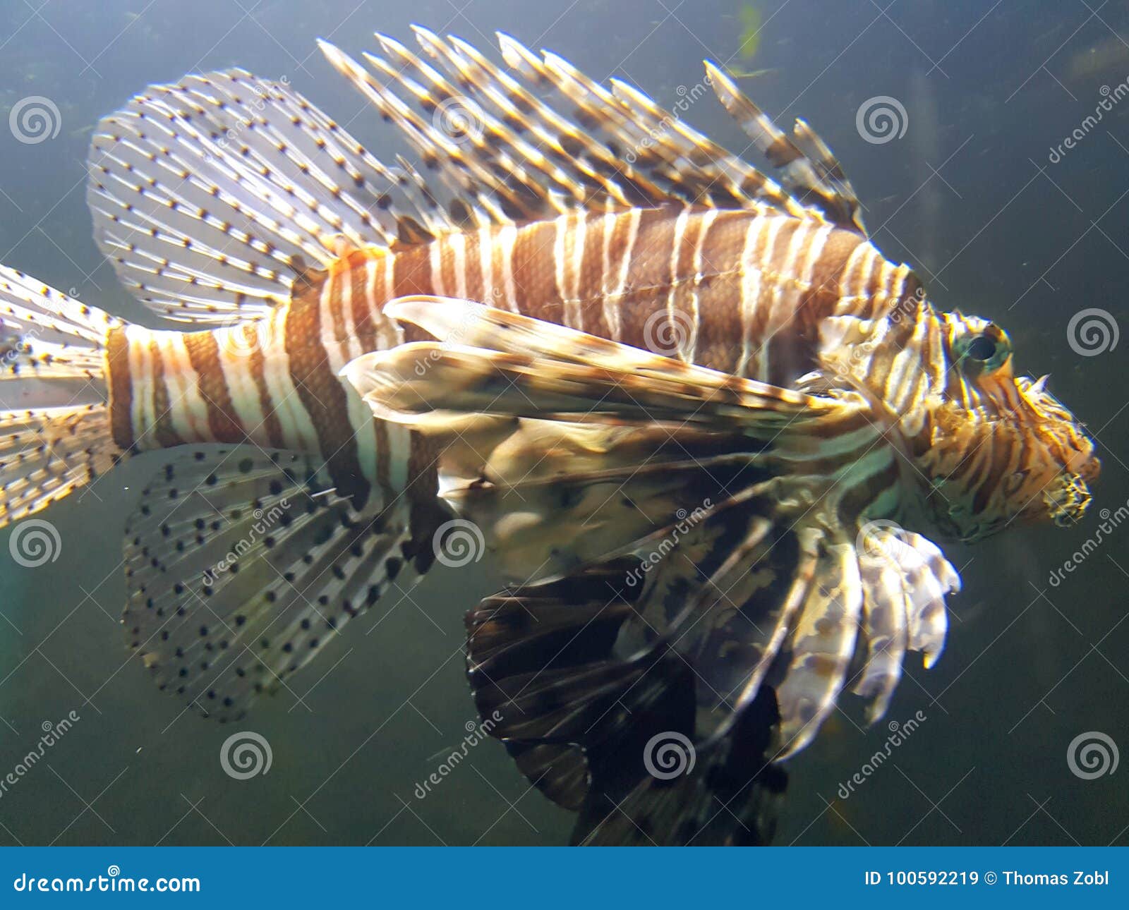 Fish in zoo stock image. Image of danger, toxic, aquarium - 100592219