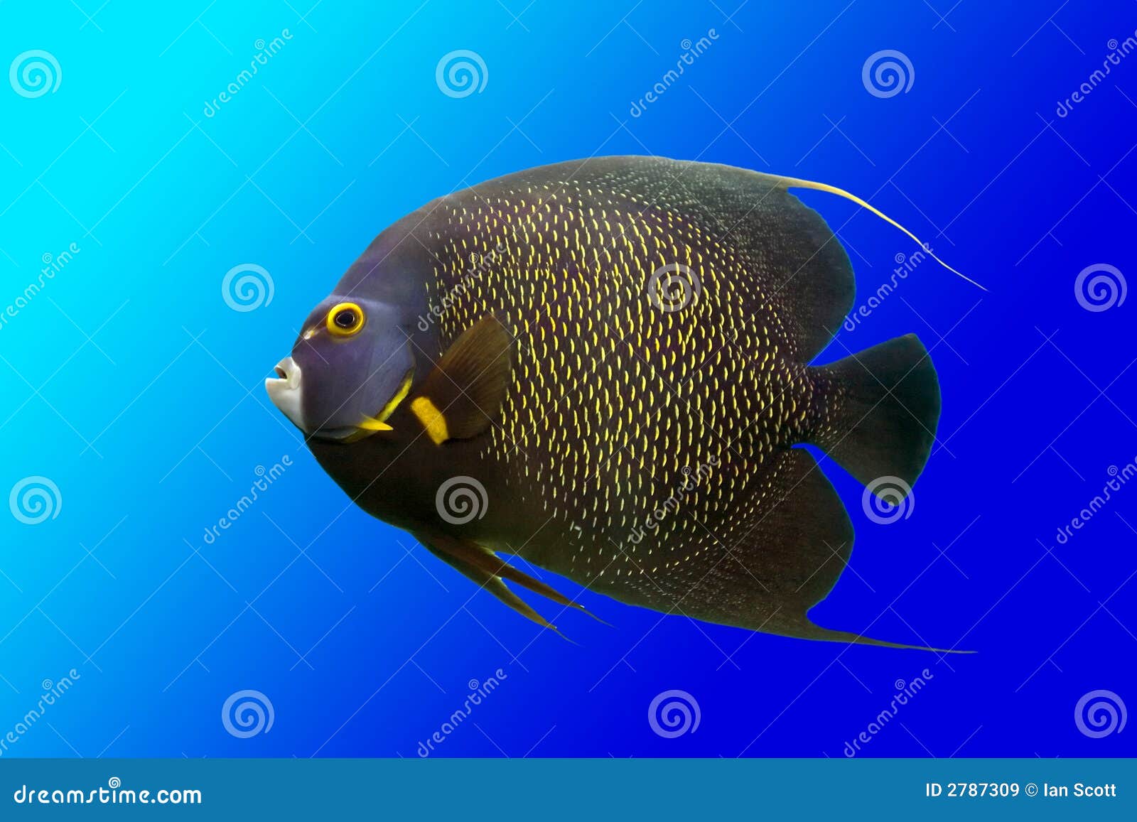 Fishangel stock image. Image of face, fish, water, underwater - 2787309