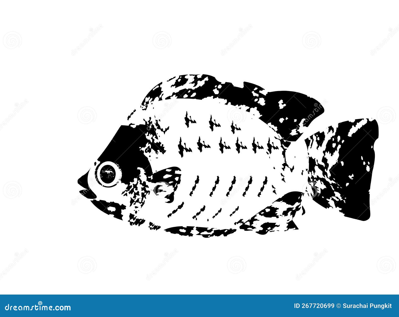 Set Of Cichlid Fish, Zoological Illustration Cartoon Vector ...