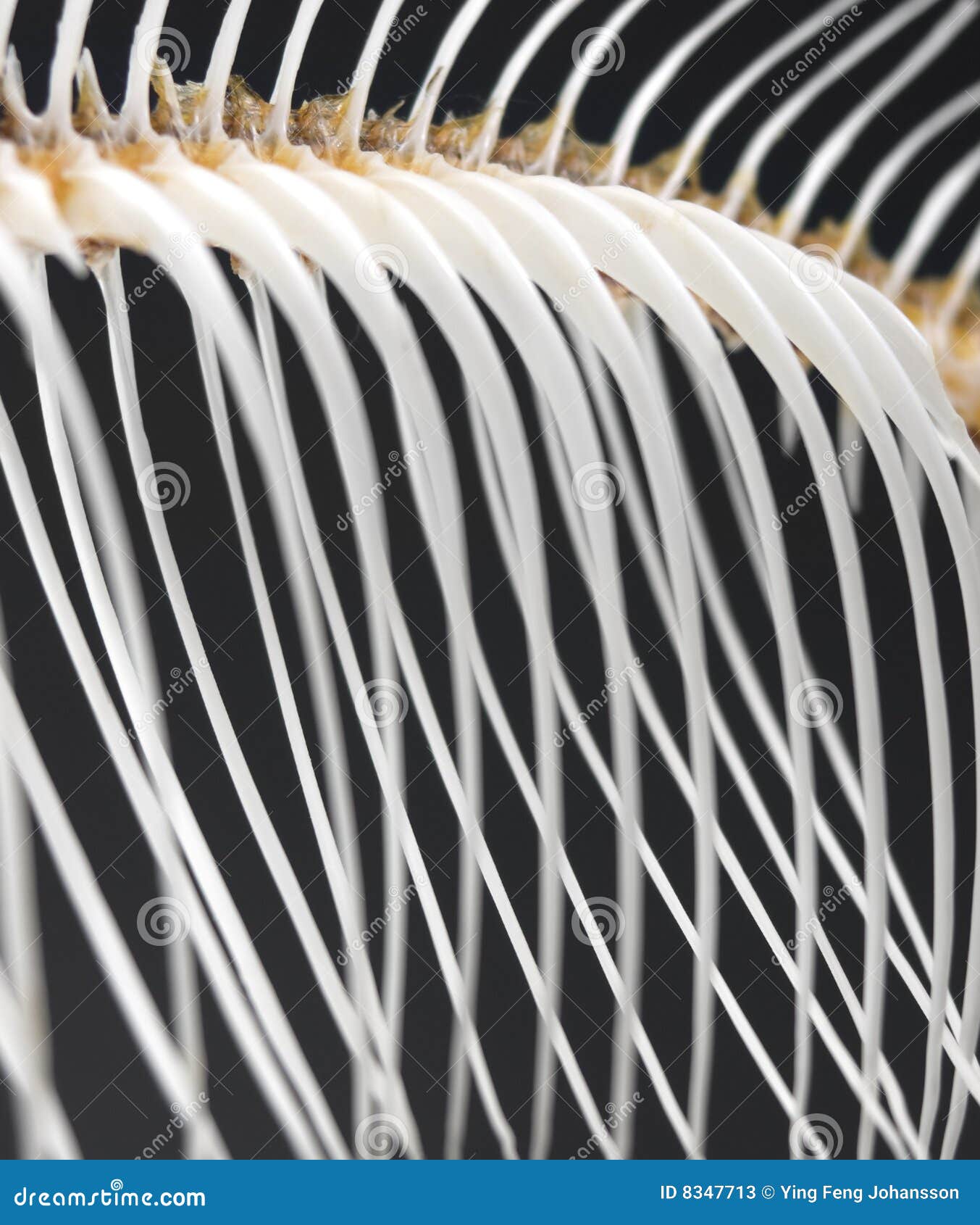 Fishbone stock image. Image of skeleton, fish, closeup - 8347713