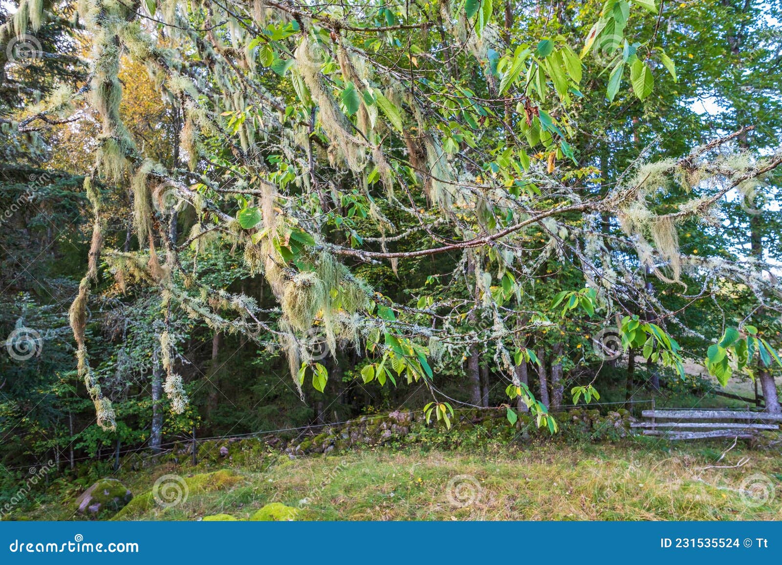 Fishbone Beard Lichen Hanging on a Tree Branches Stock Photo - Image of ...
