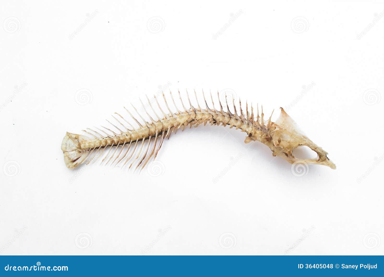 Fishbone stock photo. Image of bone, management, collection - 36405048