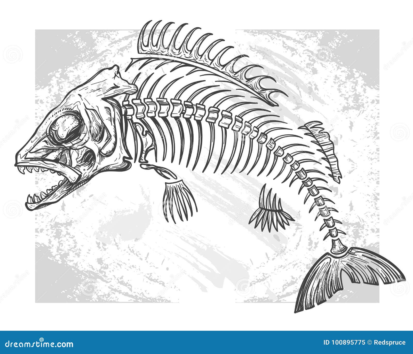 Fishbone drawing stock vector. Illustration of poison - 100895775