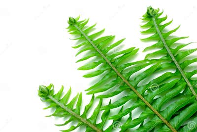 Fishbone Fern stock image. Image of stem, boston, corner - 1680157