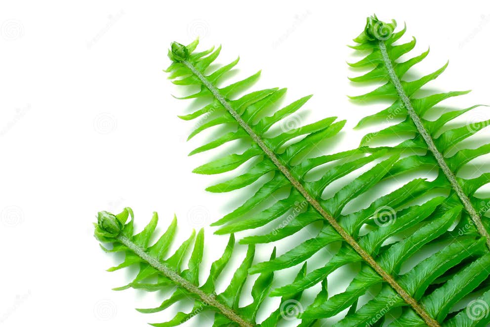 Fishbone Fern stock image. Image of stem, boston, corner - 1680157