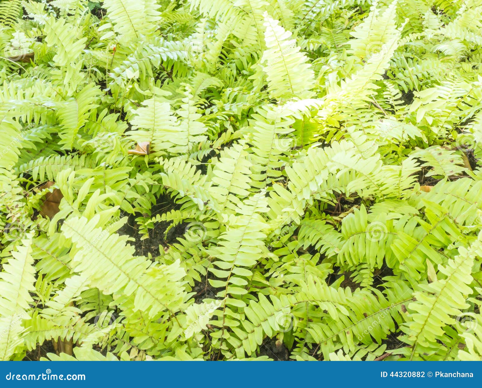 Fishbone fern stock photo. Image of plant, chlorophyll - 44320882