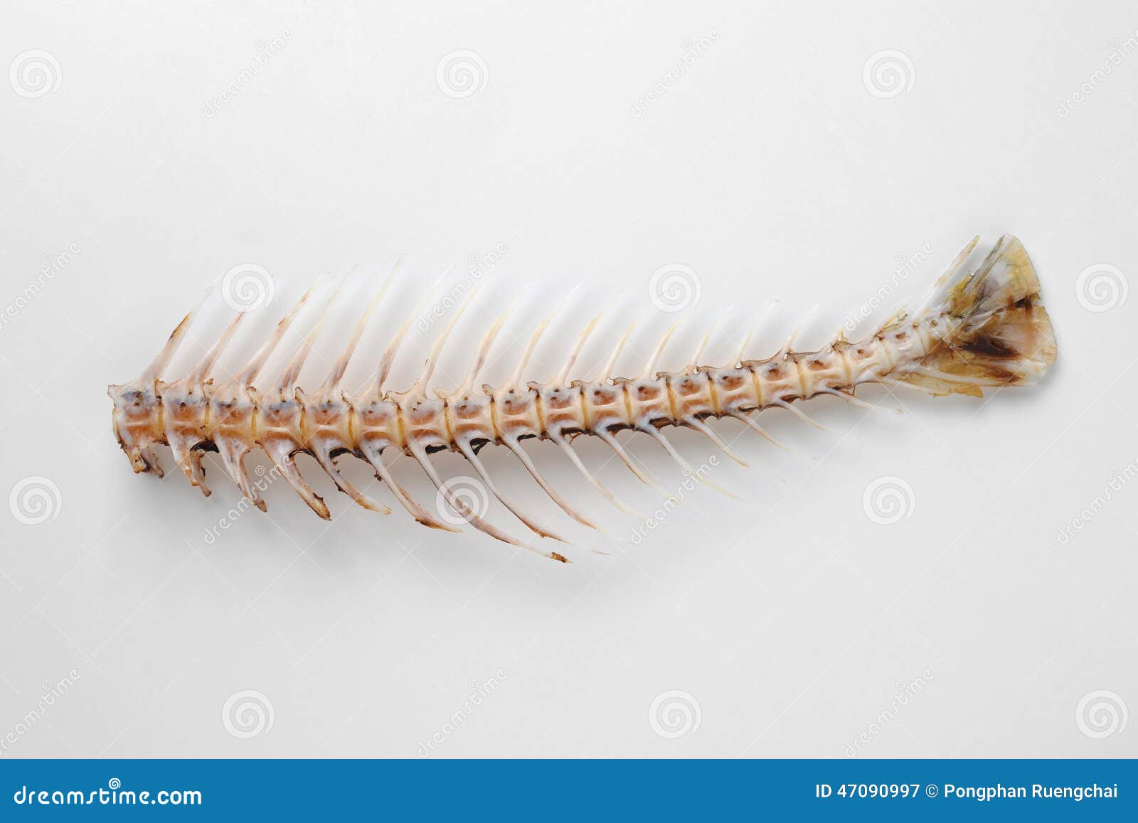 Fishbone Stock Photos - Royalty Free Images - Dreamstime