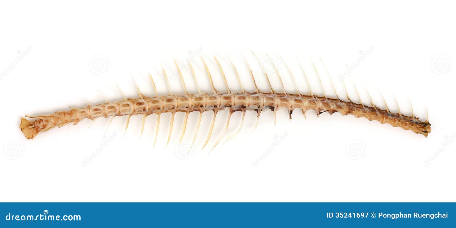 Fishbone stock image. Image of isolated, textured, closeup - 35241697