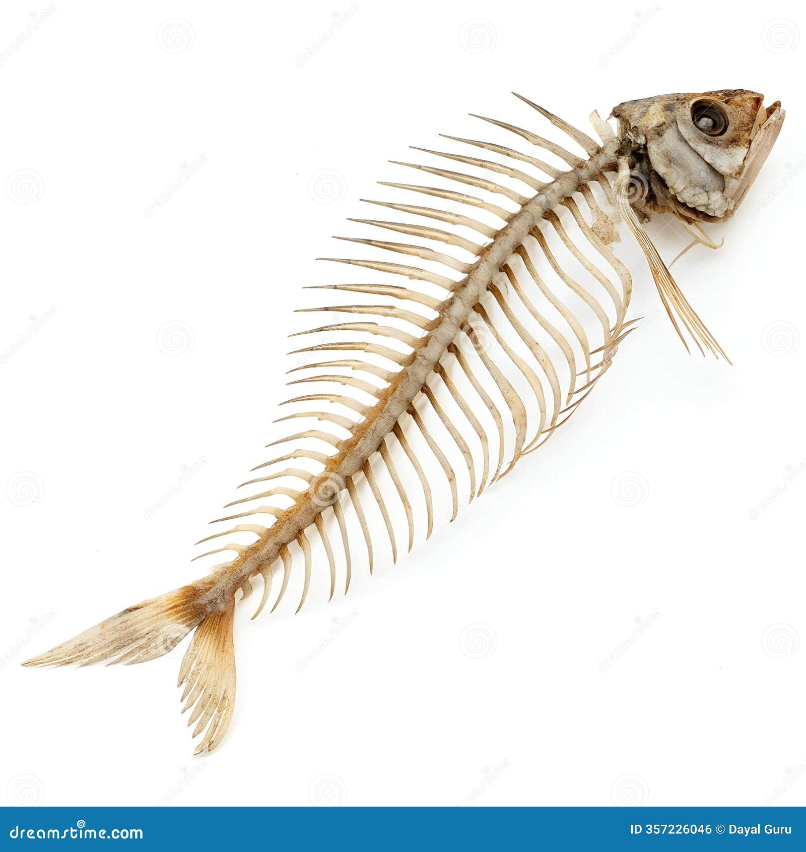 Fishbone stock illustration. Illustration of culinary - 357226046