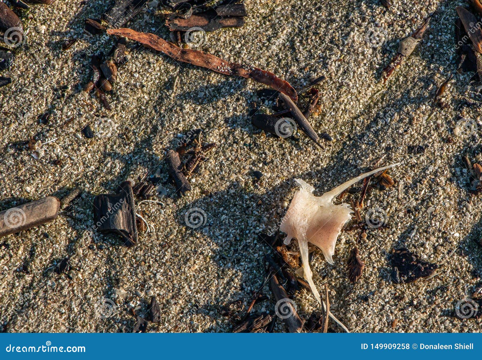 Fishbone in the sand stock photo. Image of lying, single - 149909258