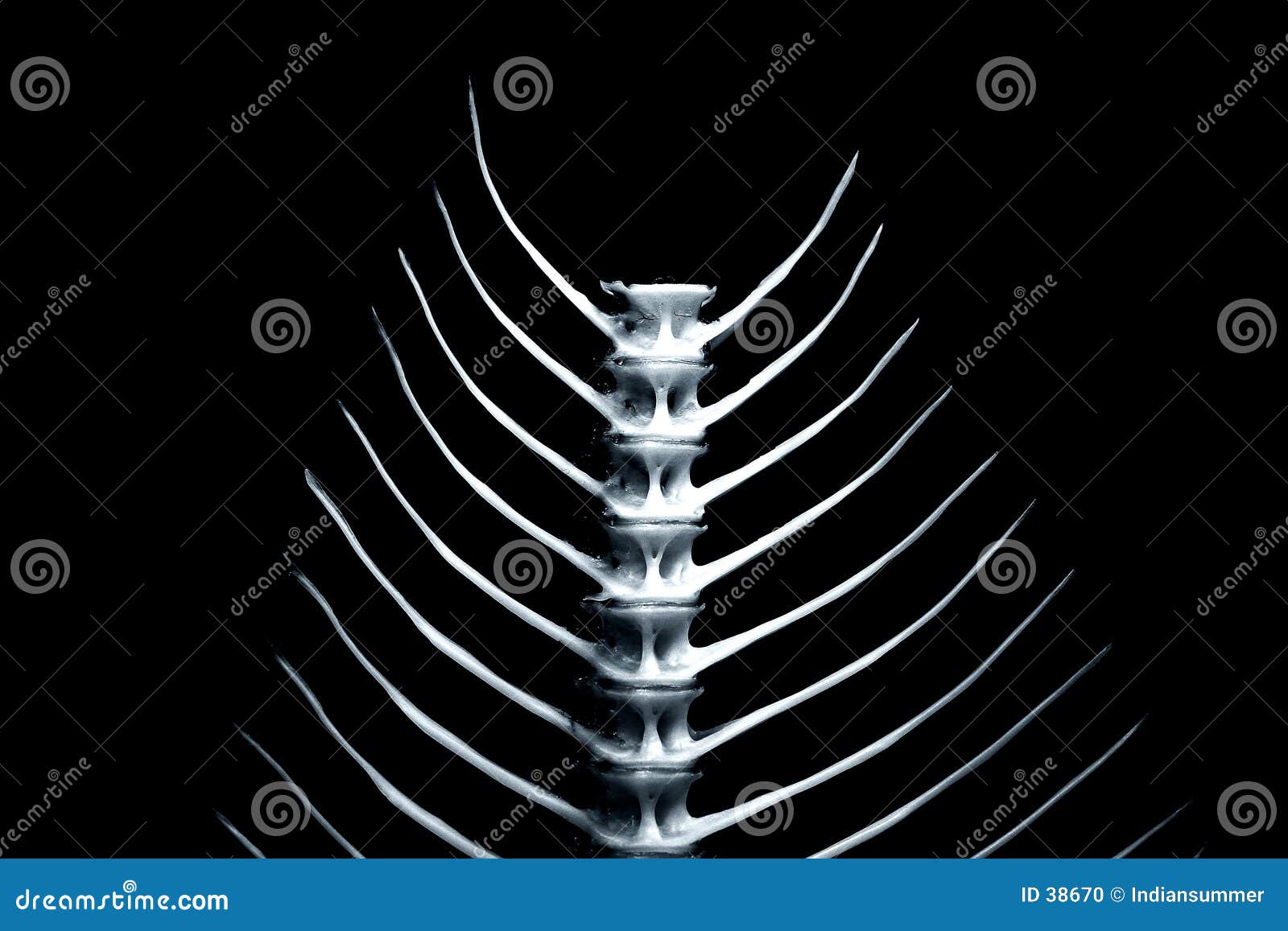 Fishbone Stock Image | CartoonDealer.com #21879697 Fishbone Stock Image | CartoonDealer.com #21879697