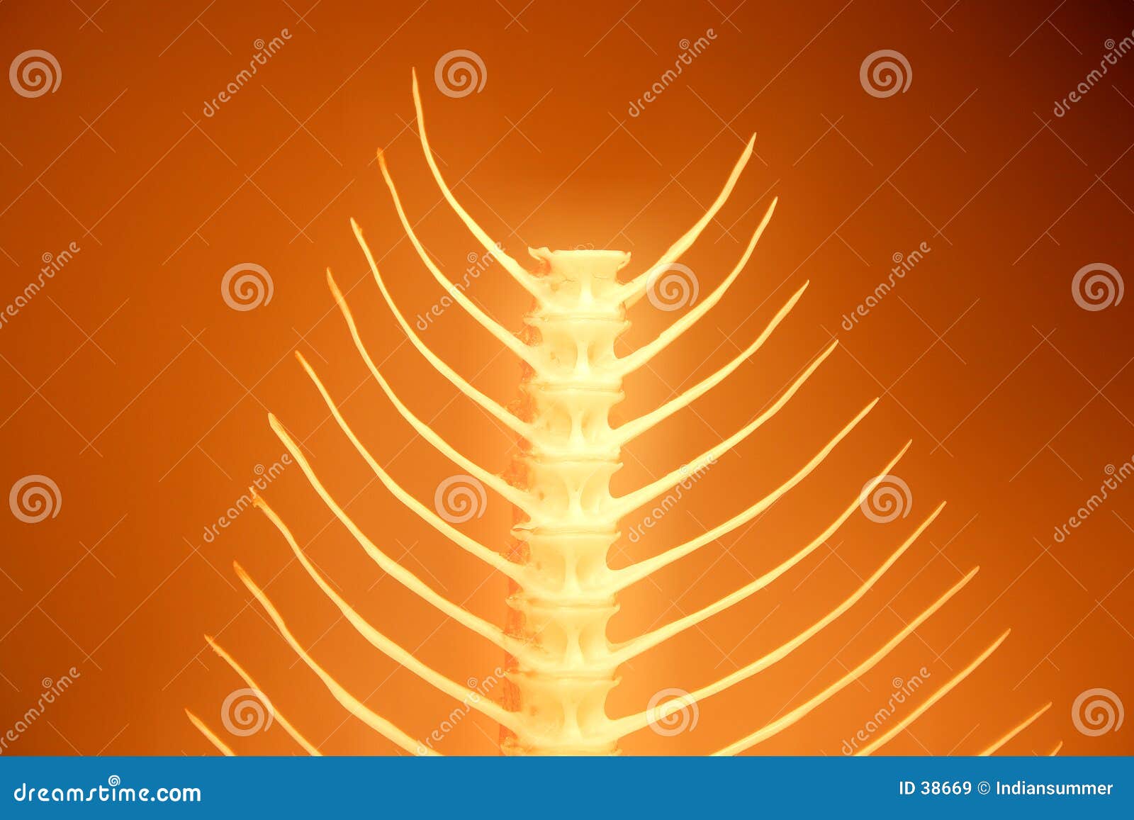 Fishbone series stock image. Image of skeleton, bone, fish - 38669
