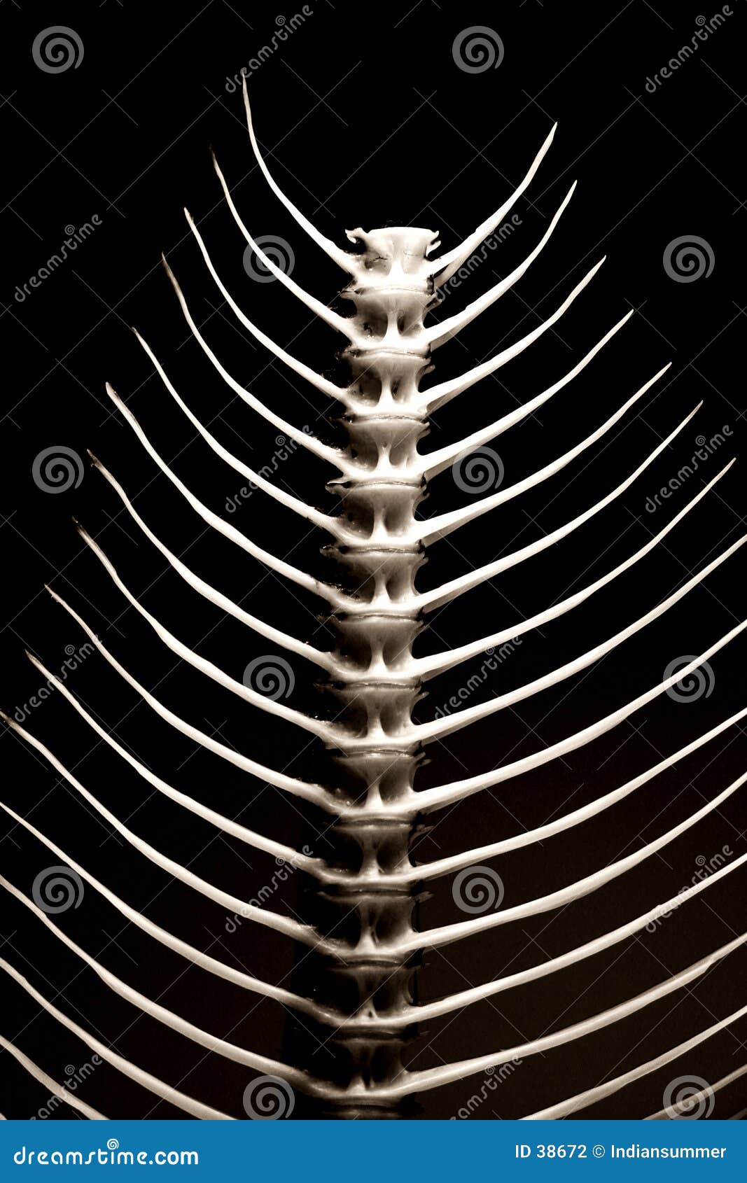 Fishbone texture stock photo. Image of fishes, detail, details - 38672