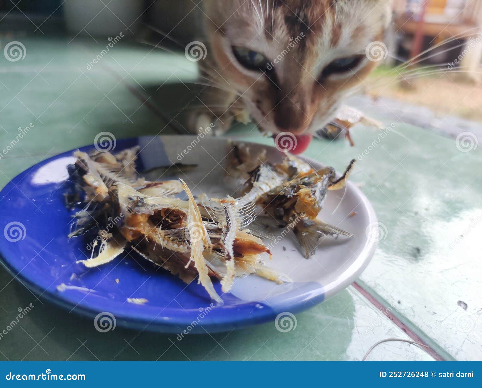 Fishbones stock photo. Image of ready, fresh, fishbones - 252726248