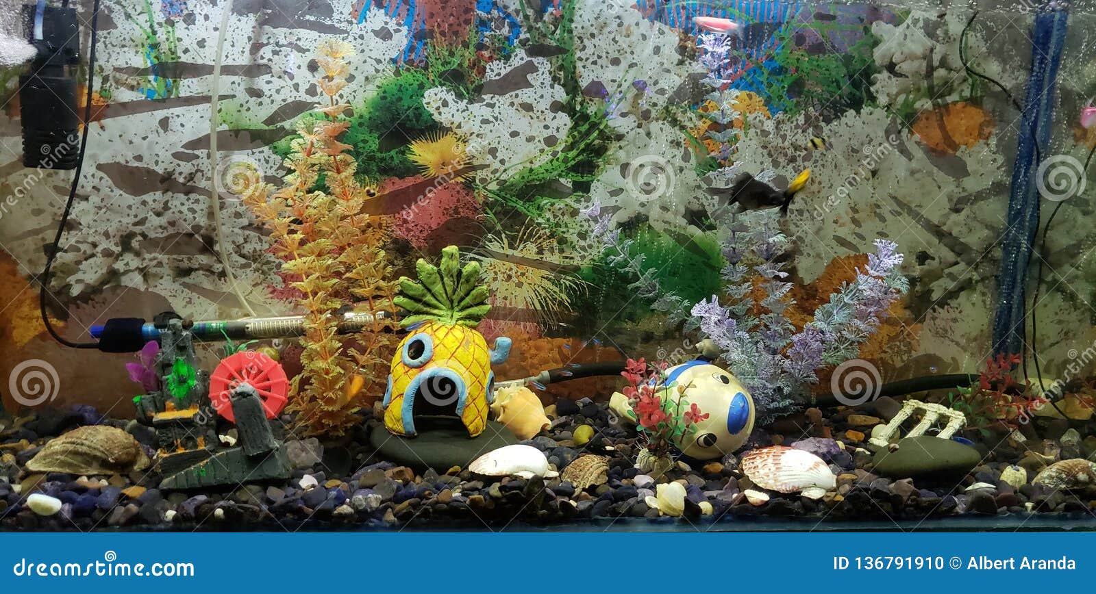 Fishbowl stock photo. Image of beautiful, green, coral - 136791910