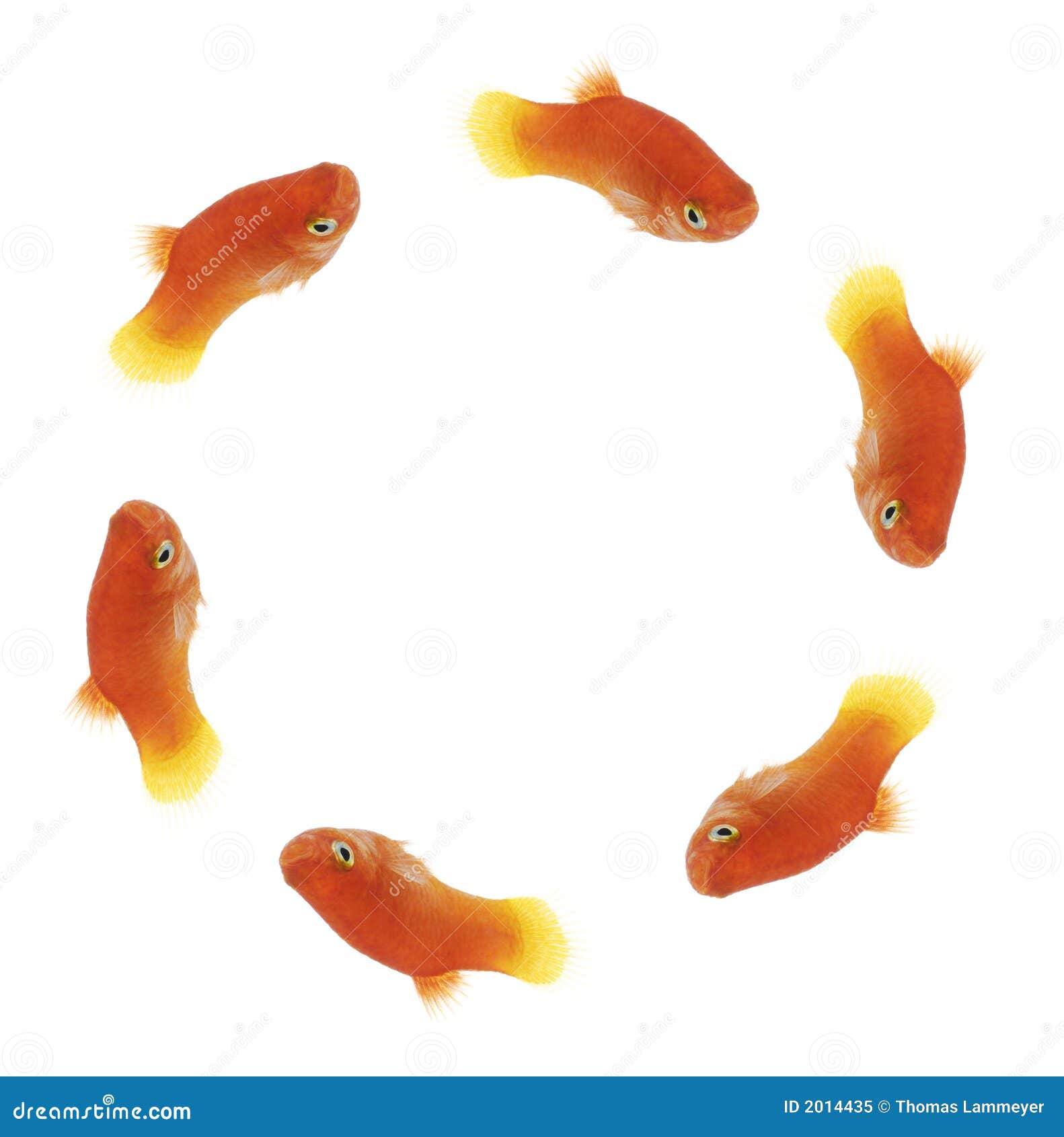 Fishcircle stock image. Image of swarm, symmetry, swimming - 2014435