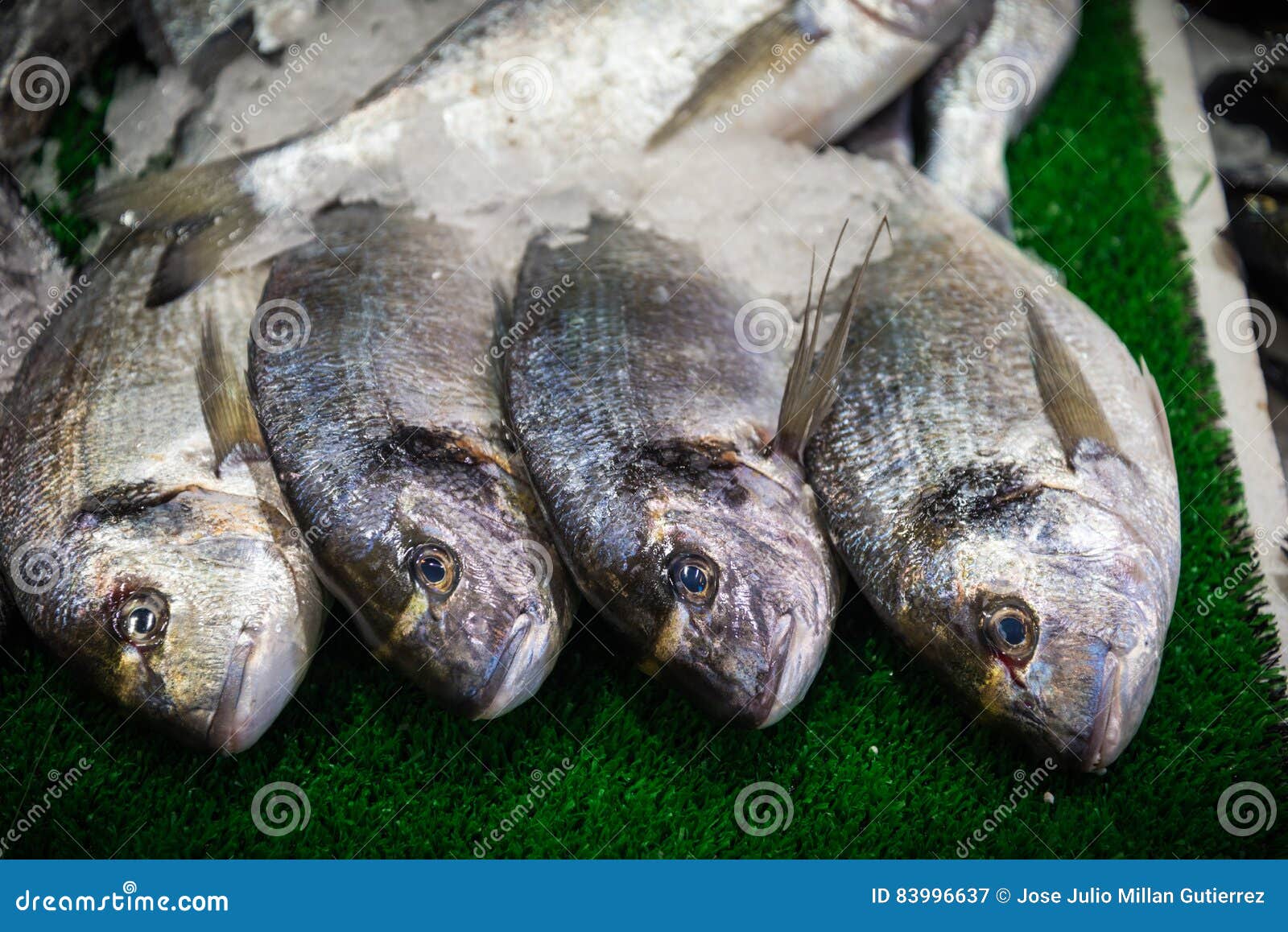 Fished stock image. Image of gilded, fished, fresh, fish - 83996637