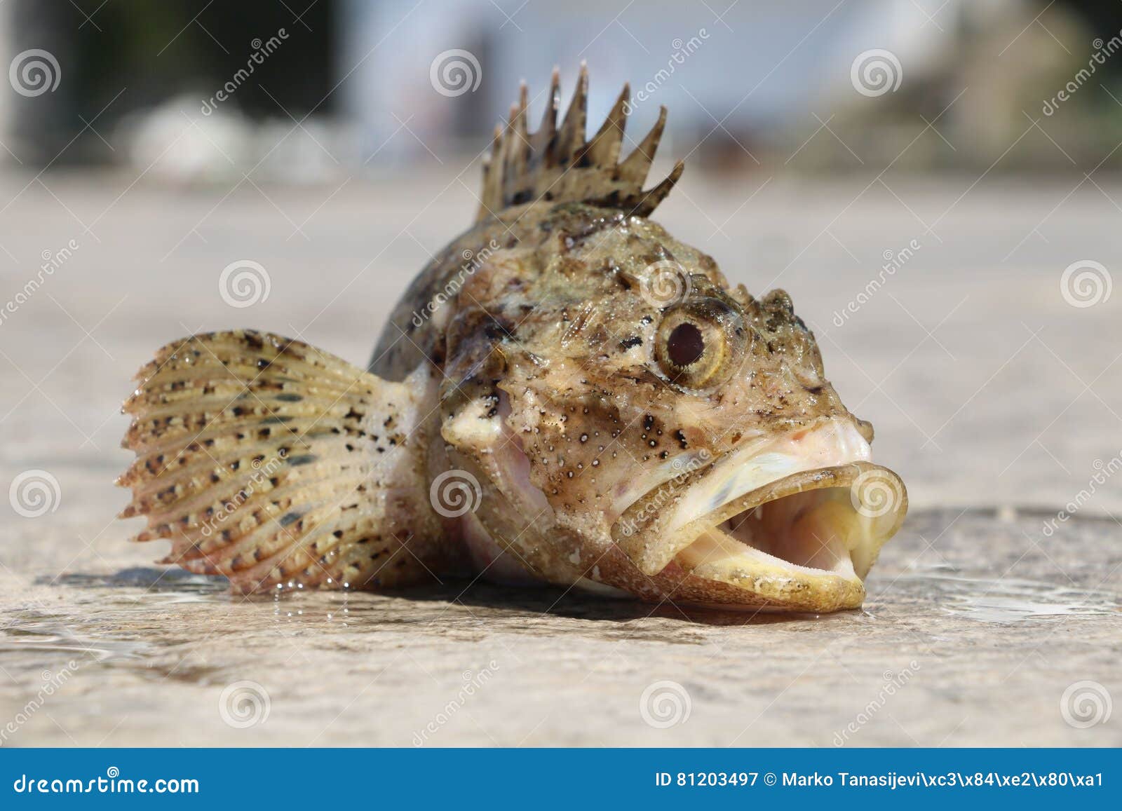 Fished Gouper and Baked in the Water Stock Image - Image of malabar ...