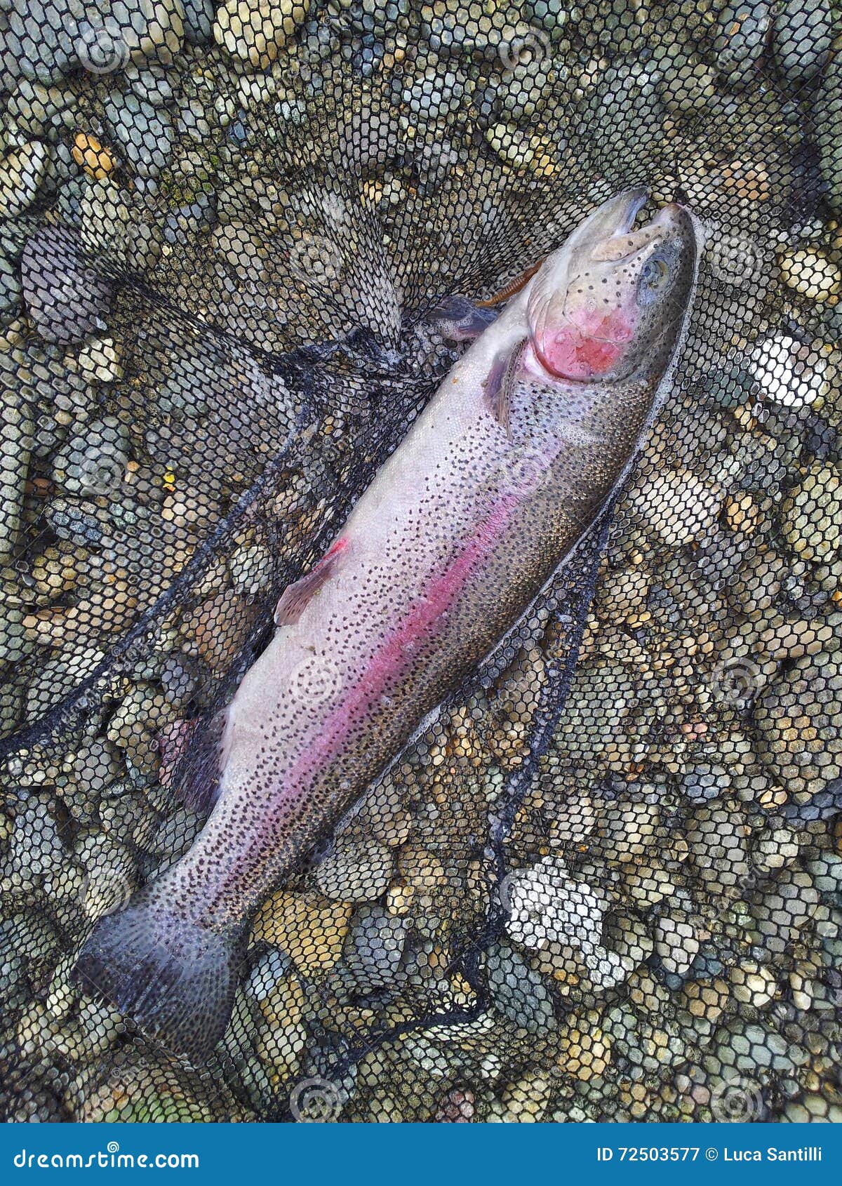 Fished rainbow trout stock image. Image of freshwater - 72503577