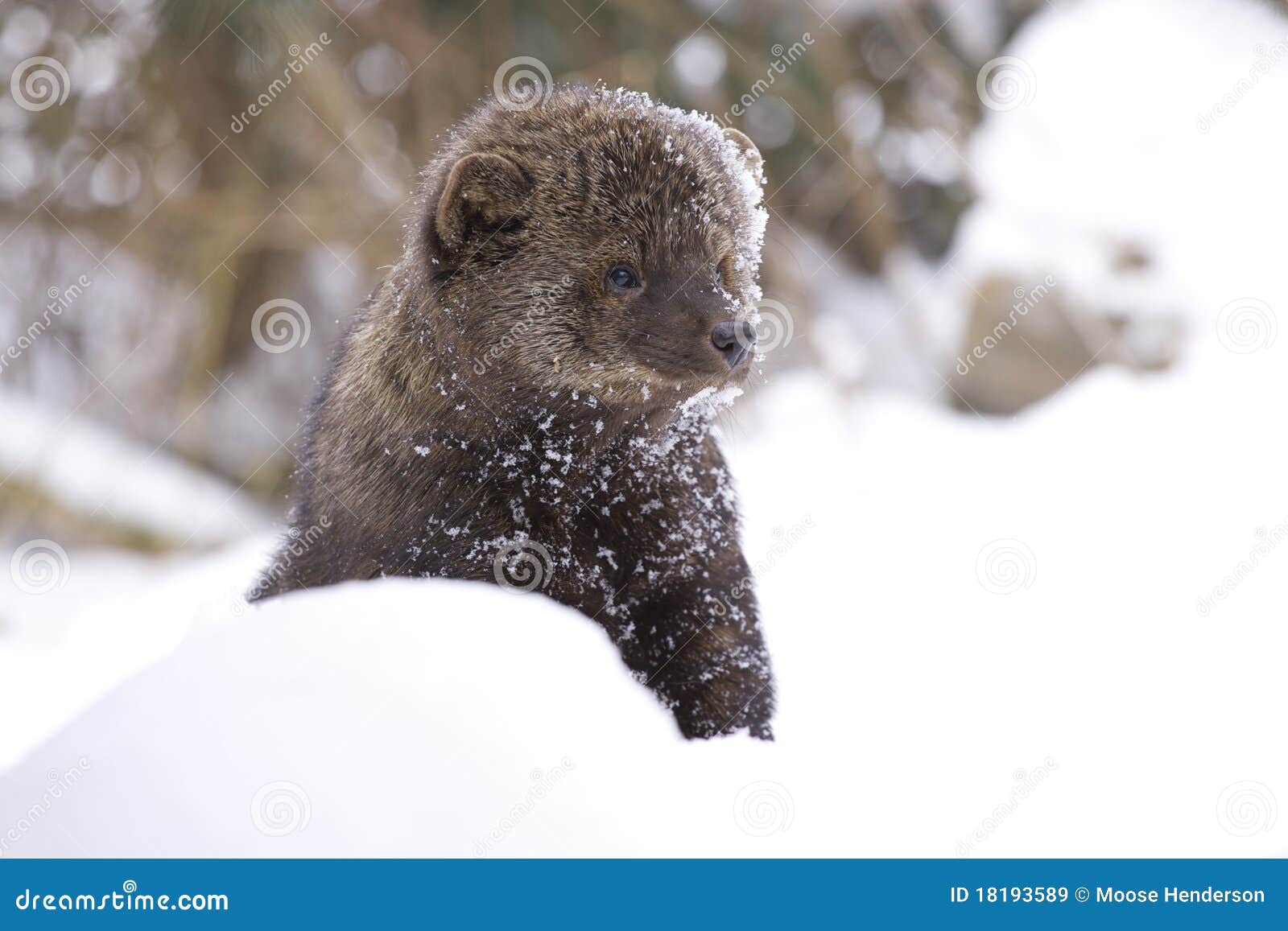Fisher stock image. Image of mammal, undomesticated, animal - 18193589