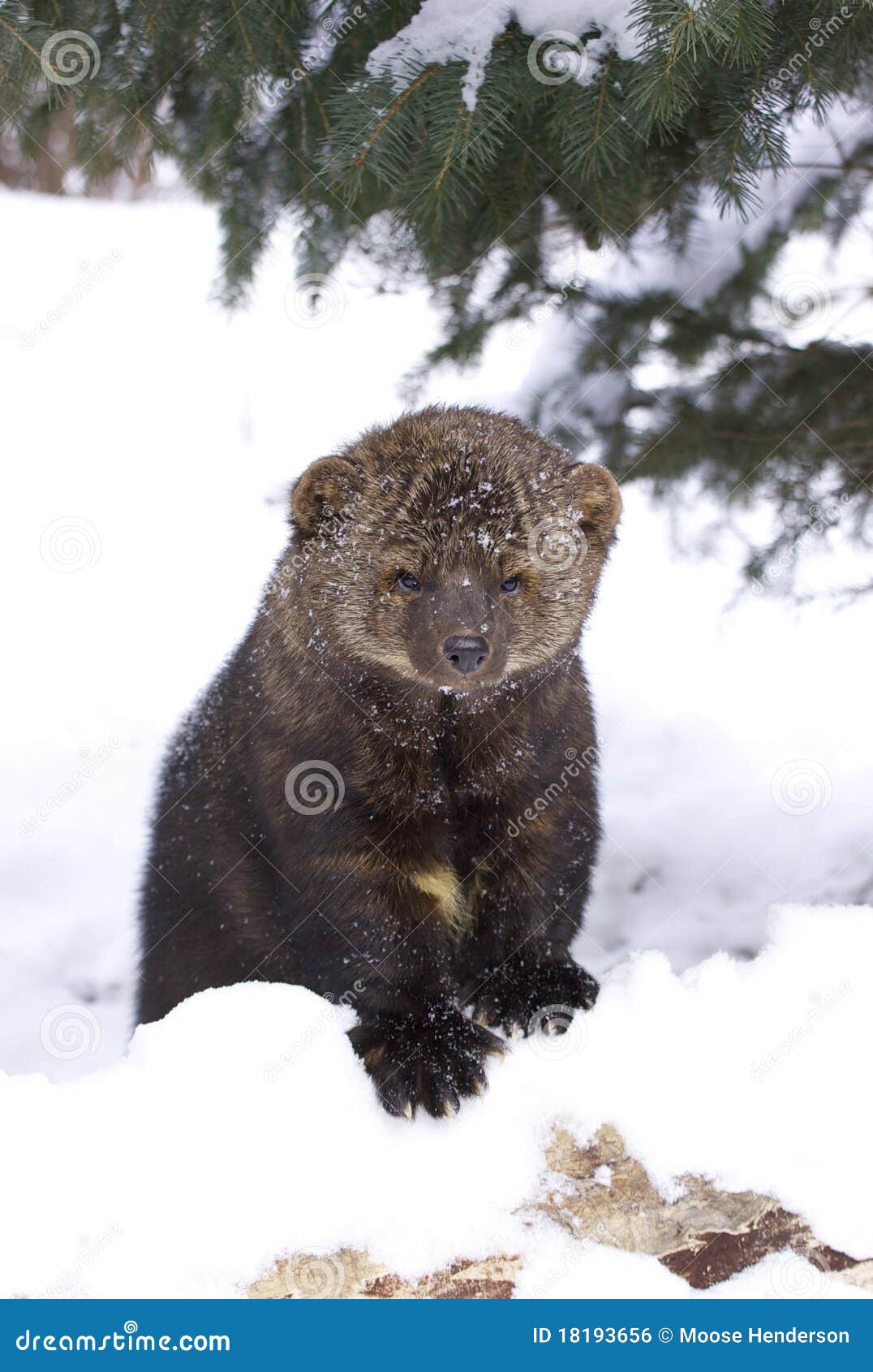 Fisher foto de stock. Imagem de retrato, focinho, fauna - 18193656