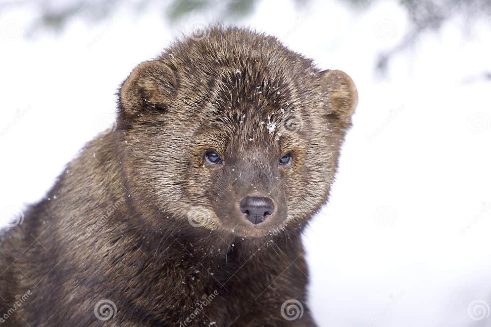 Fisher foto de archivo. Imagen de retrato, nieve, fauna - 18193682