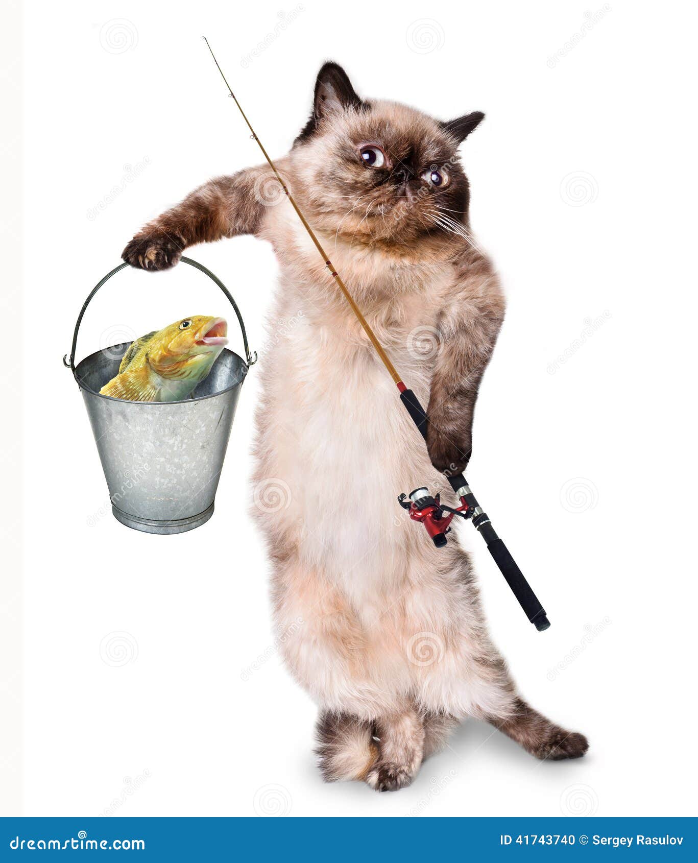 Fisher cat stock photo. Image of looking, purr, kitten - 41743740