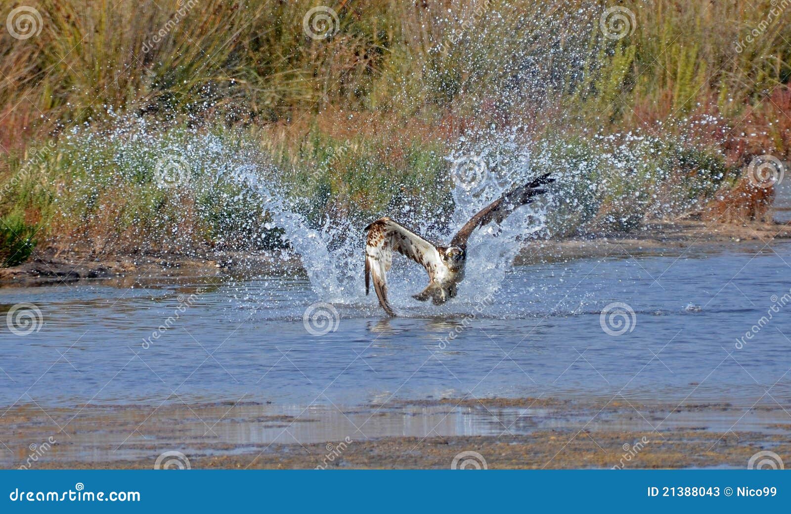 Fisher hawk stock image. Image of biology, fishing, river - 21388043