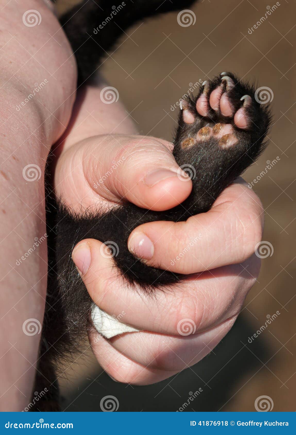 Fisher (Martes Pennanti) Paw Stock Photo - Image of wildlife, outside ...