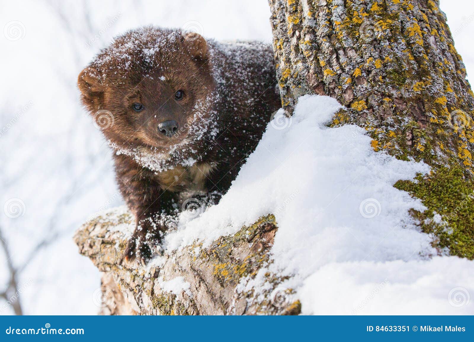 Fisher peeking around tree stock image. Image of remote - 84633351